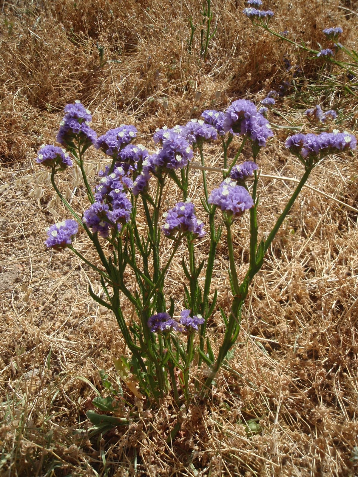 Siempreviva.flores violeta - Imagui