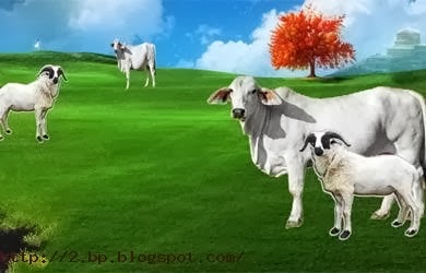 Renungan - Kisah Si Kambing & Si Sapi - Dikasihi.id