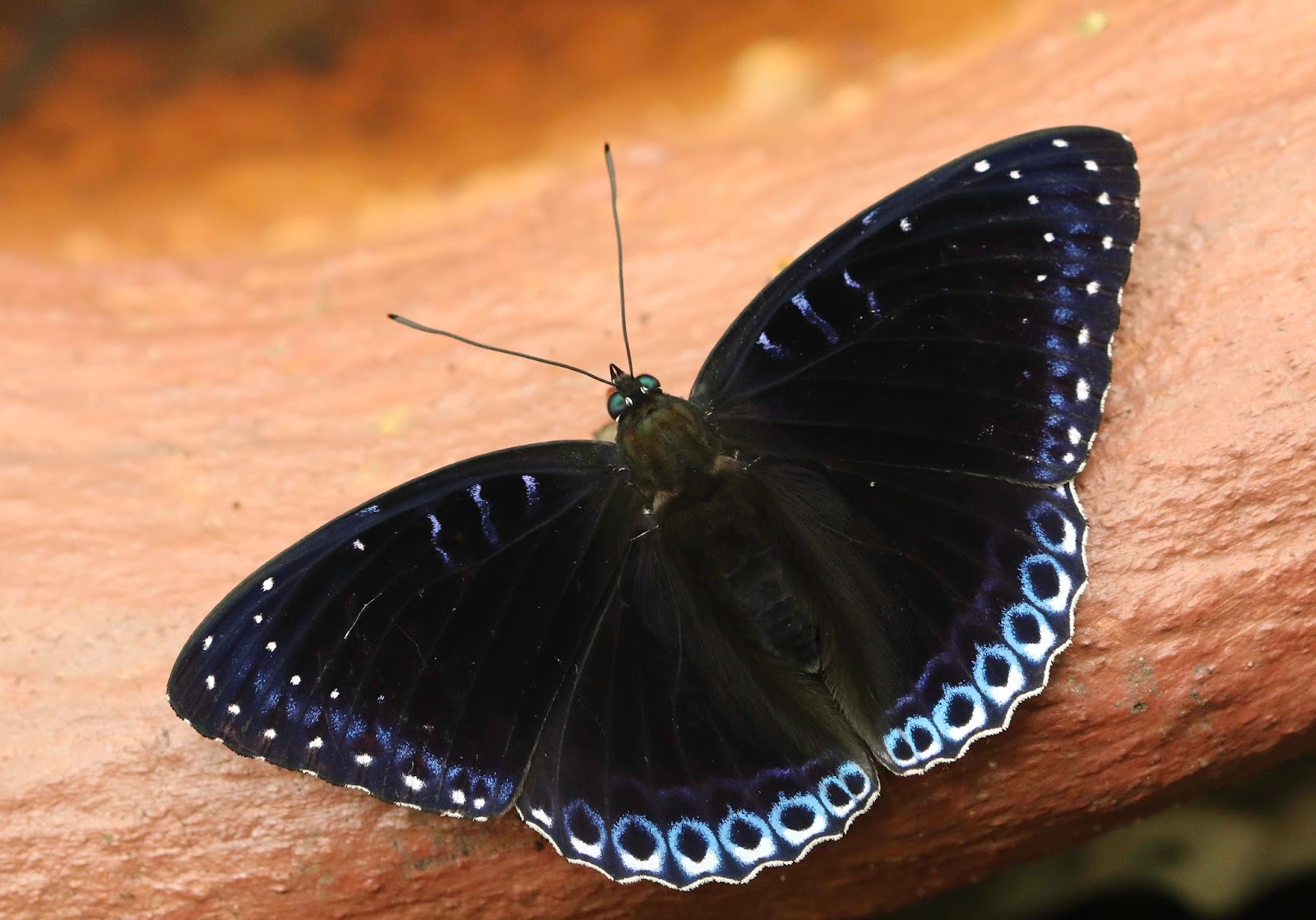 Butterflies of Vietnam: 11. Stibochiona nicea nicea (The Popinjay)