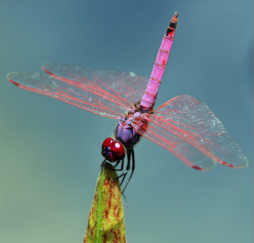 Comme dans un jardin