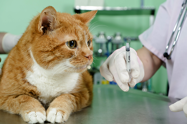 Cats Parents Must Know : The Risk of Steroid Injection in Your Cats ...