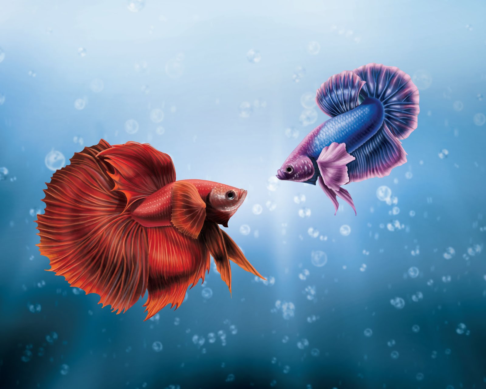 Betta Fish Live Wallpaper 35