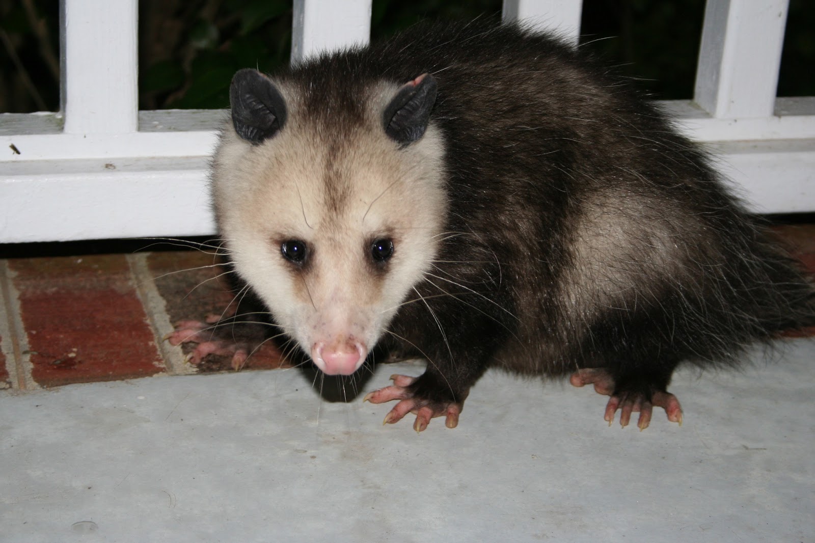 Hoot Owl Karma: Possum by Porch Light - Two-Faced Tail Hanger