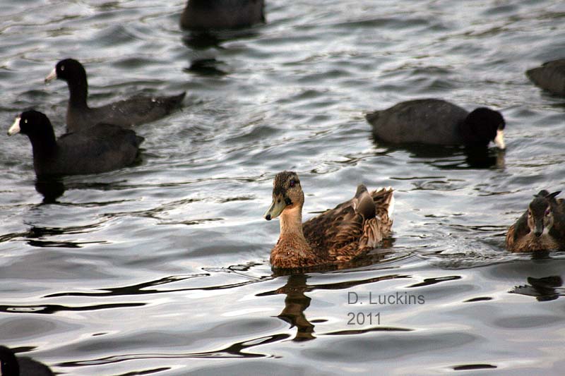 Killdeers, Phoebes and Finches (and Ducks!): Bossy Duck Returns!