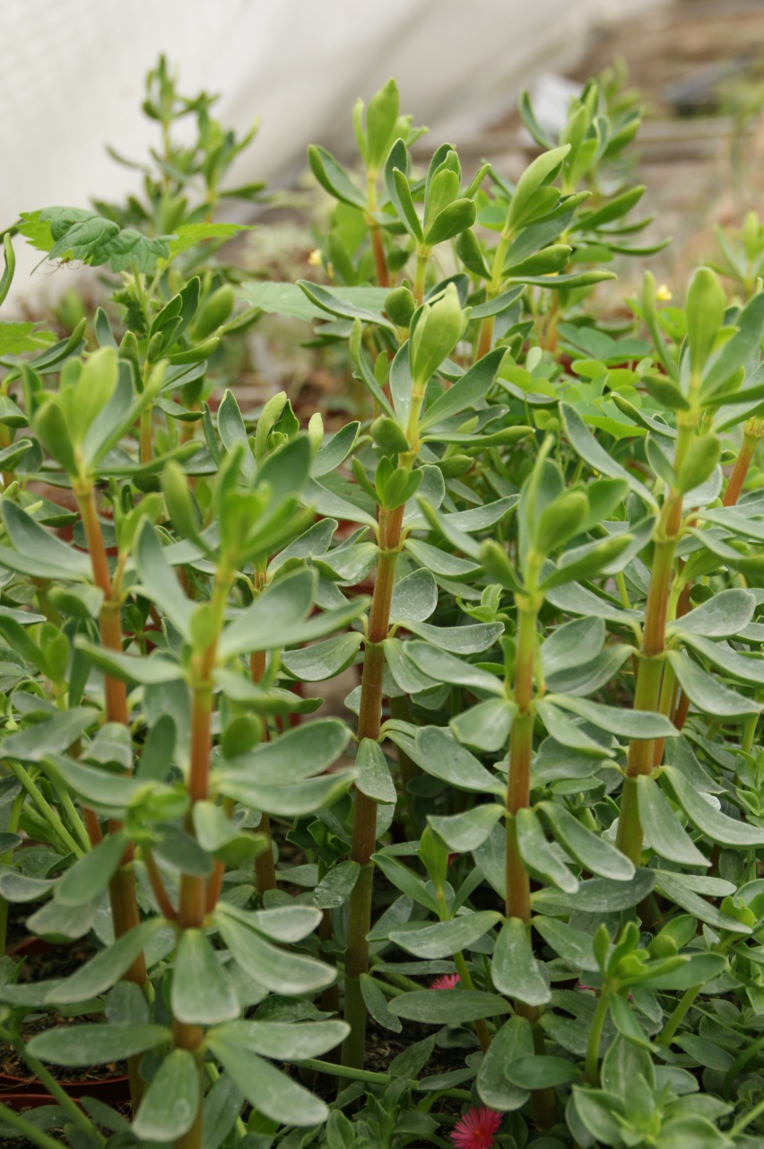 Animales y Plantas de Perú: Congona - Peperomia inaequalifolia