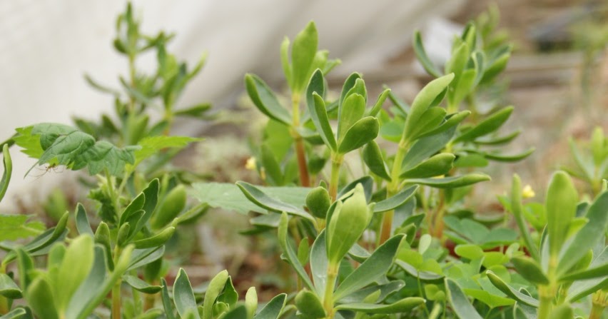 Animales y Plantas de Perú: Congona - Peperomia inaequalifolia