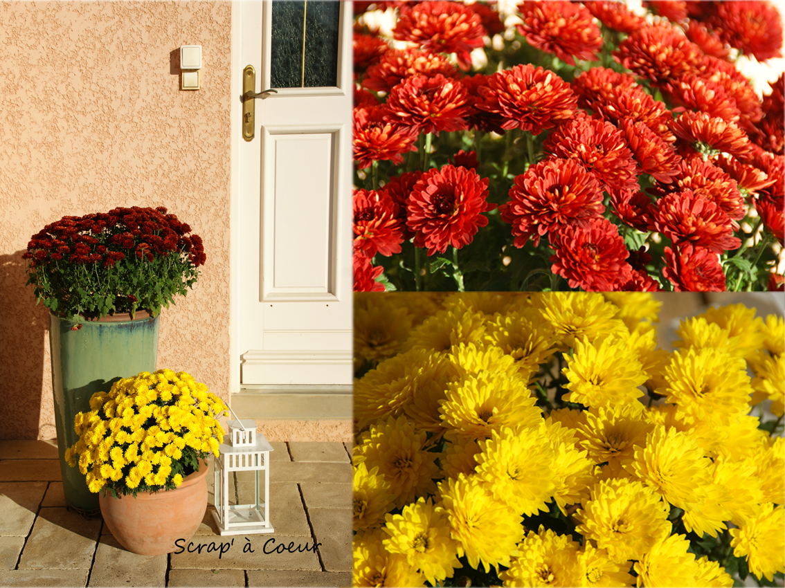 Scrap' à Coeur: Dire merci avec des arbres...