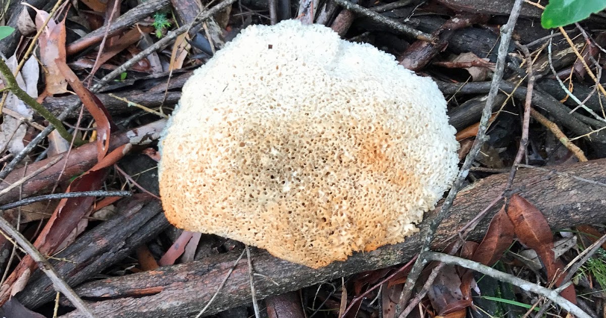 Charles and Motee Rogers Bushland Reserve: Native White Punk Fungi ...