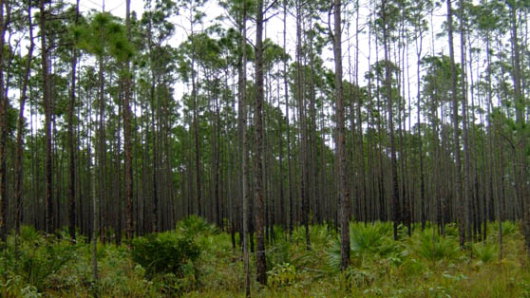 Cuban Pine Forests- Final Project