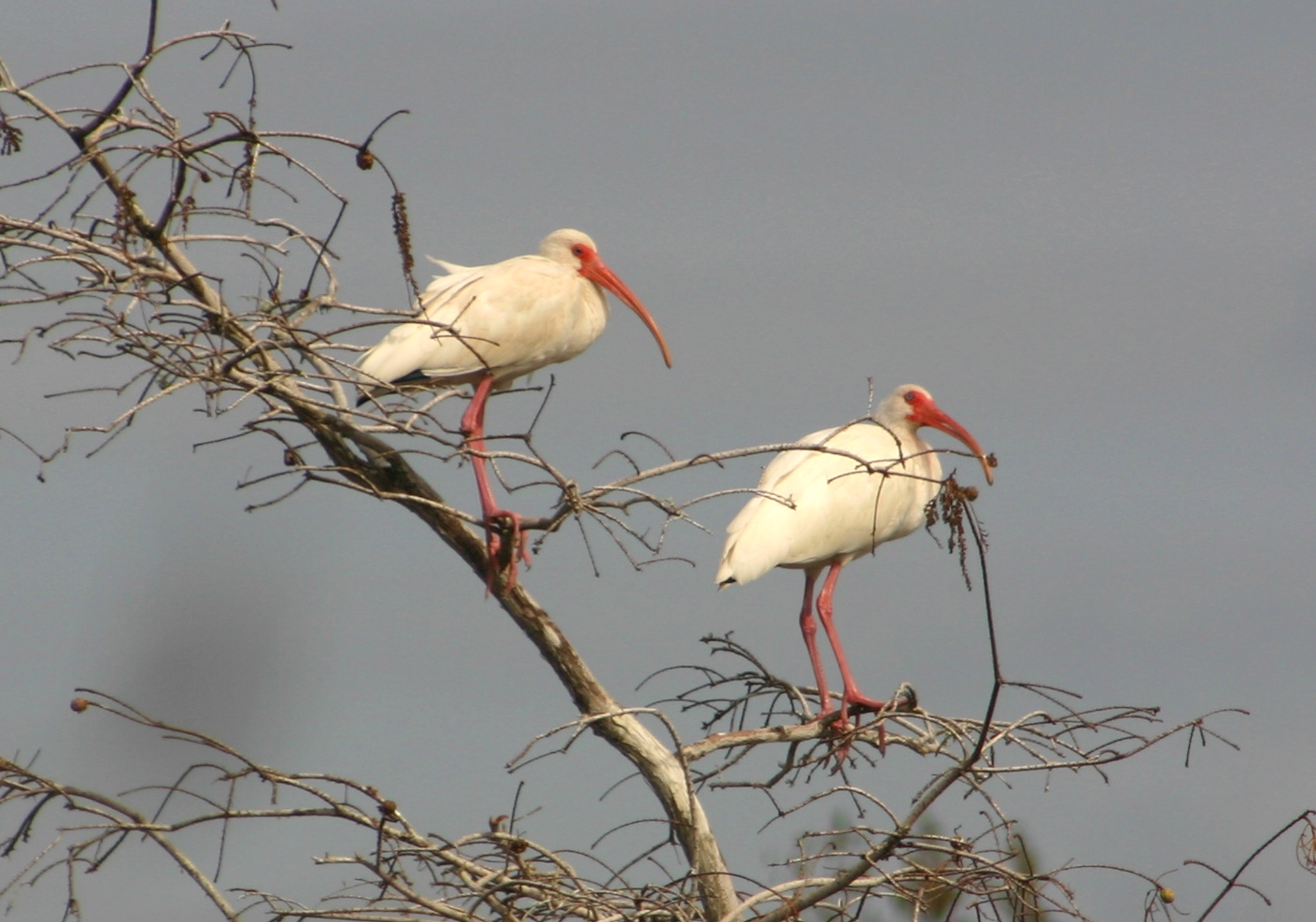 Cannundrums: American White Ibis