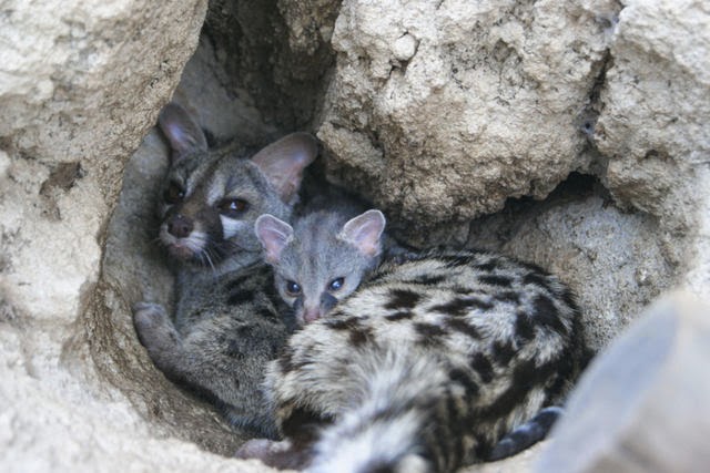 La Chachipedia: La Gineta. La Jineta. Genetta genetta.