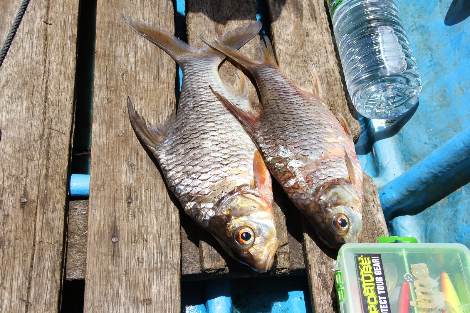 Freshwater to saltwater fishing by lure casting, micro/light jigging ...