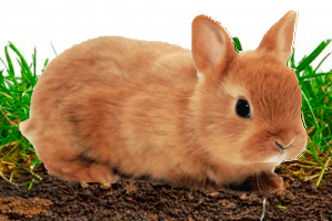 .Elviejo aprendiz: Mis imagenes gif con movimiento