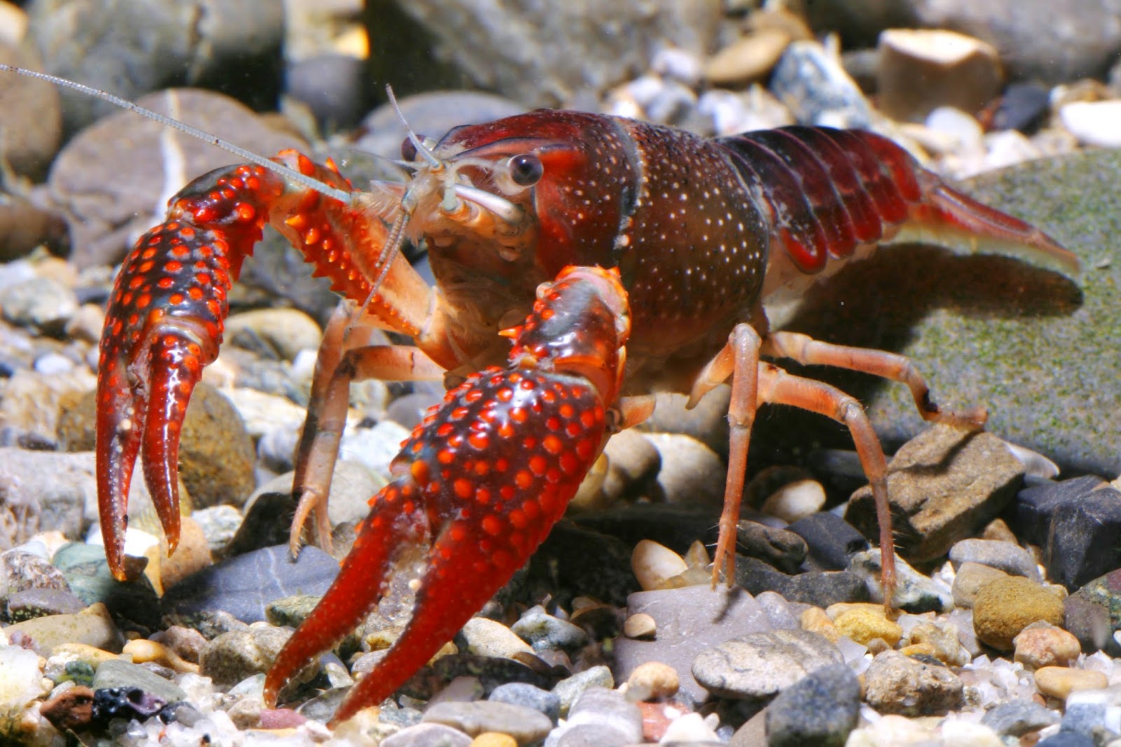 Conservación de la fauna fluvial: Cangrejos de río