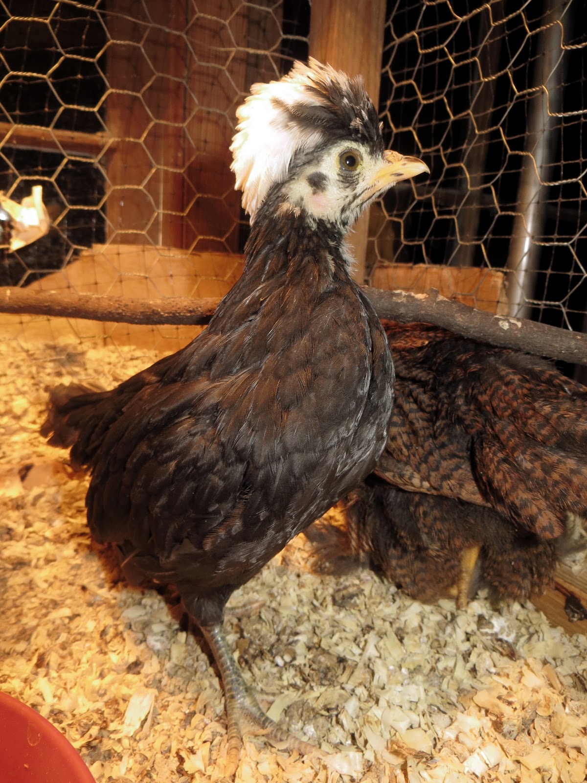 Feather Feet & Vulture Hocks: 04.2013