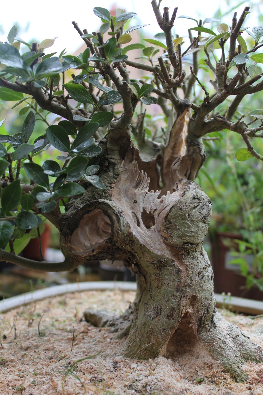 wildwoodbonsai: Bushukan and Southend Bonsai club