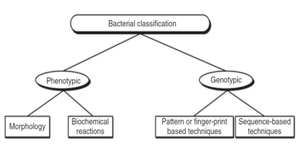 Biology: Analisis Filogenetik dan Identifikasi Bakteri dengan Metode ...