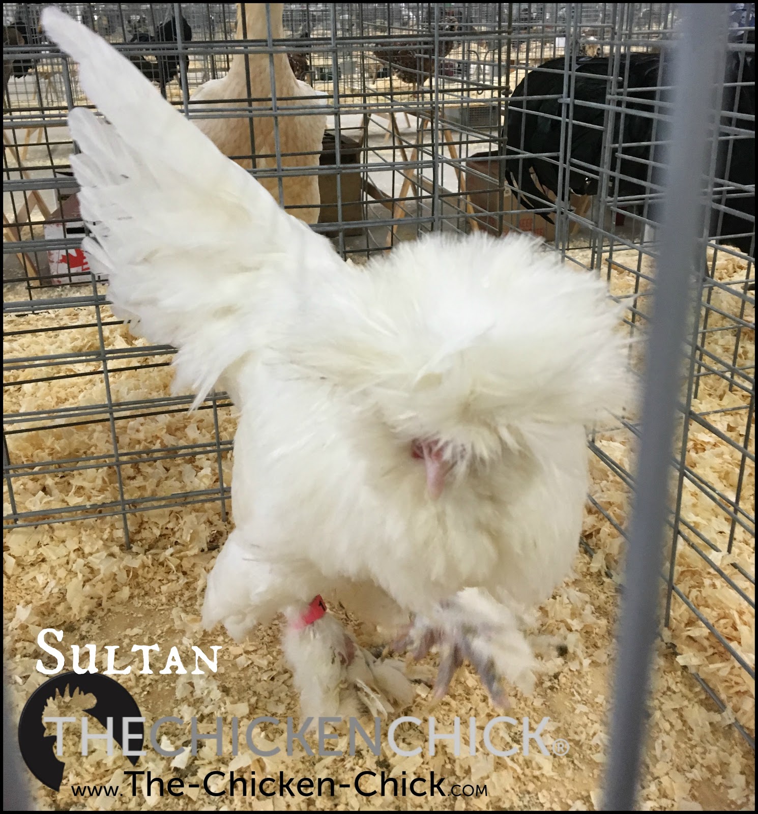 Tips For The Help Of Crested Chicken Breeds