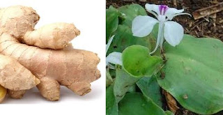 Khasiat dan manfaat kencur untuk kesehatan | Hal-Lima