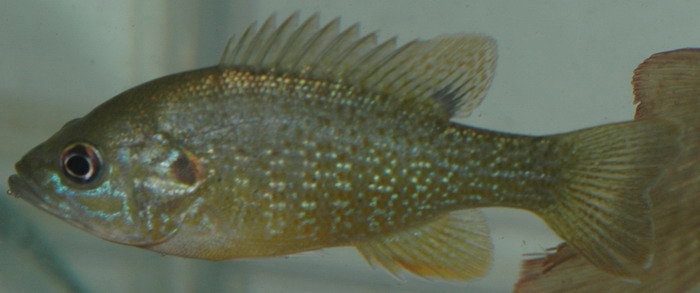 Virginia Tech Ichthyology Class : Green Sunfish Is One Tough Sparring ...