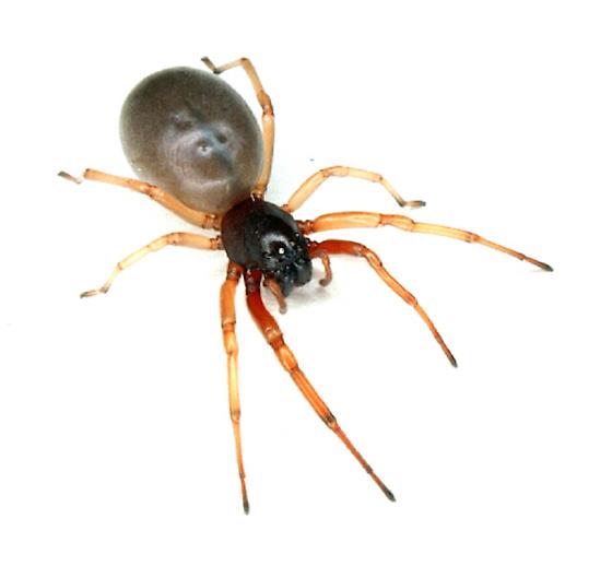 An Arkies Musings: I Is For Itsy Bitsy Spider