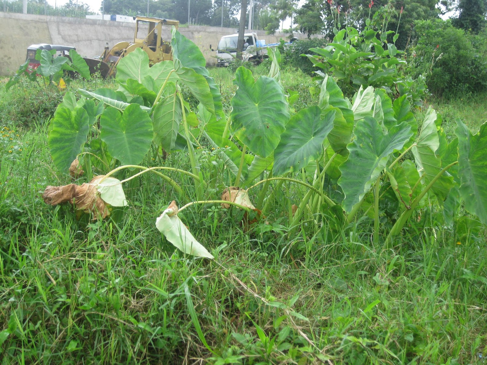 Honduran Education Project: Another Edible Plant