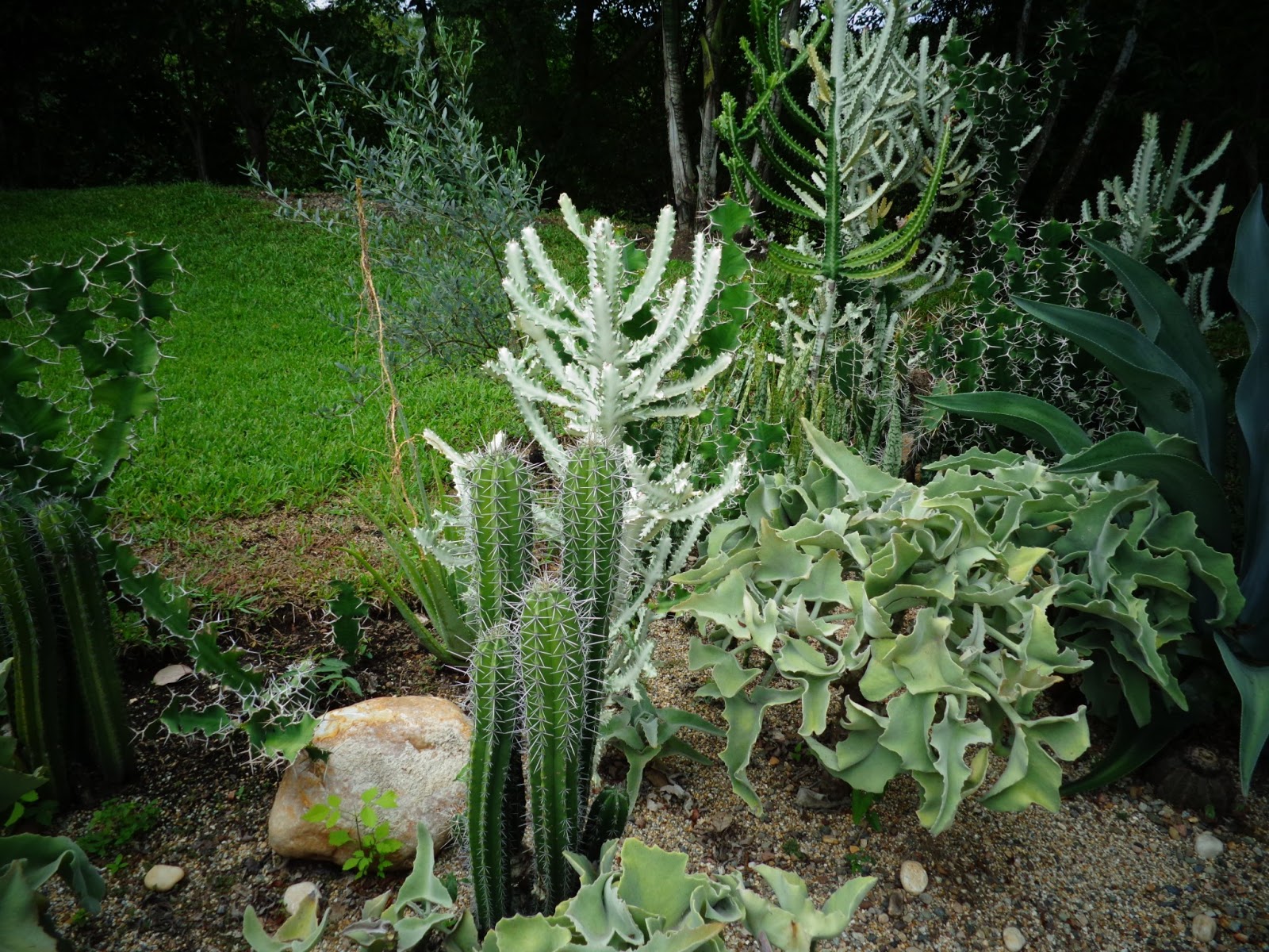 VIVERO SAN ANTONIO - APULO - CUNDINAMARCA- COLOMBIA: CAPTUS