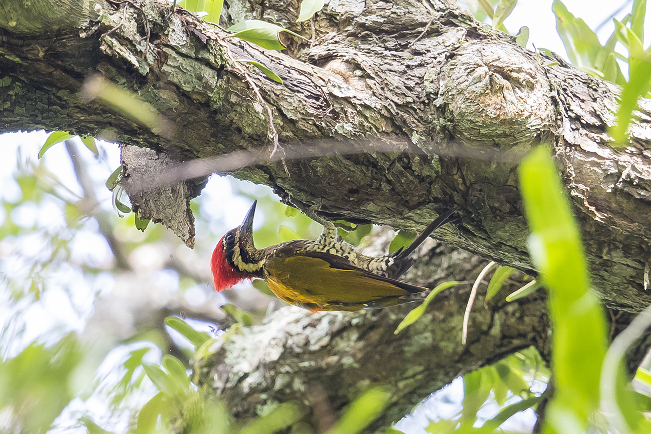 As The Crow Flies - a Hong Kong Birding Blog: Philippines - Palawan ...