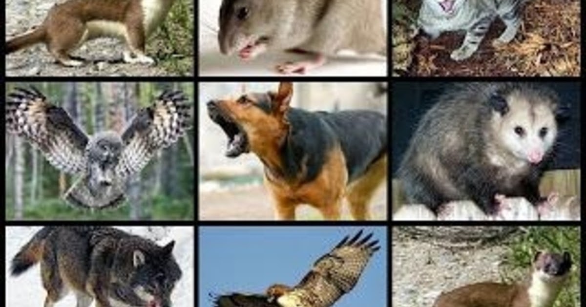 How to Handle Chicken Predators - biographypedia