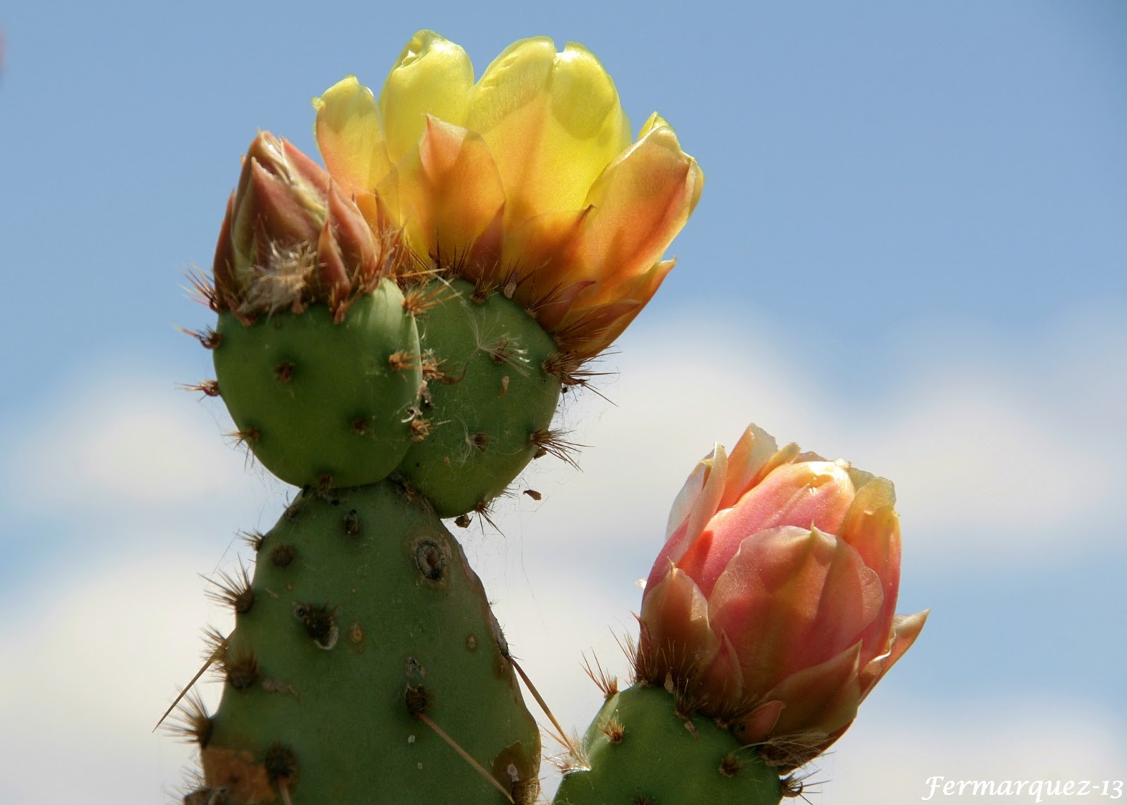 Margil Dibó 2: Flor de la Chumbera