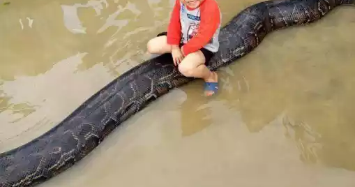 Unbelievable: 3-year-old Boy Caught Riding a Massive 20-ft Python in ...