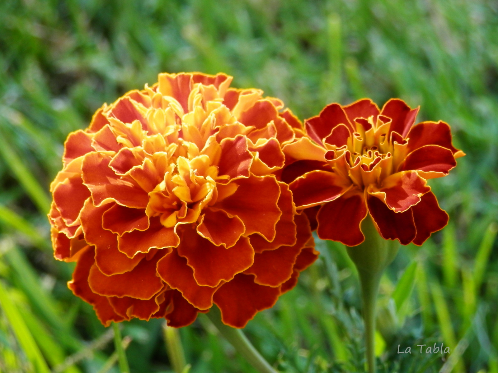 Tagetes patula 'Bonanza': damasquinas al sol