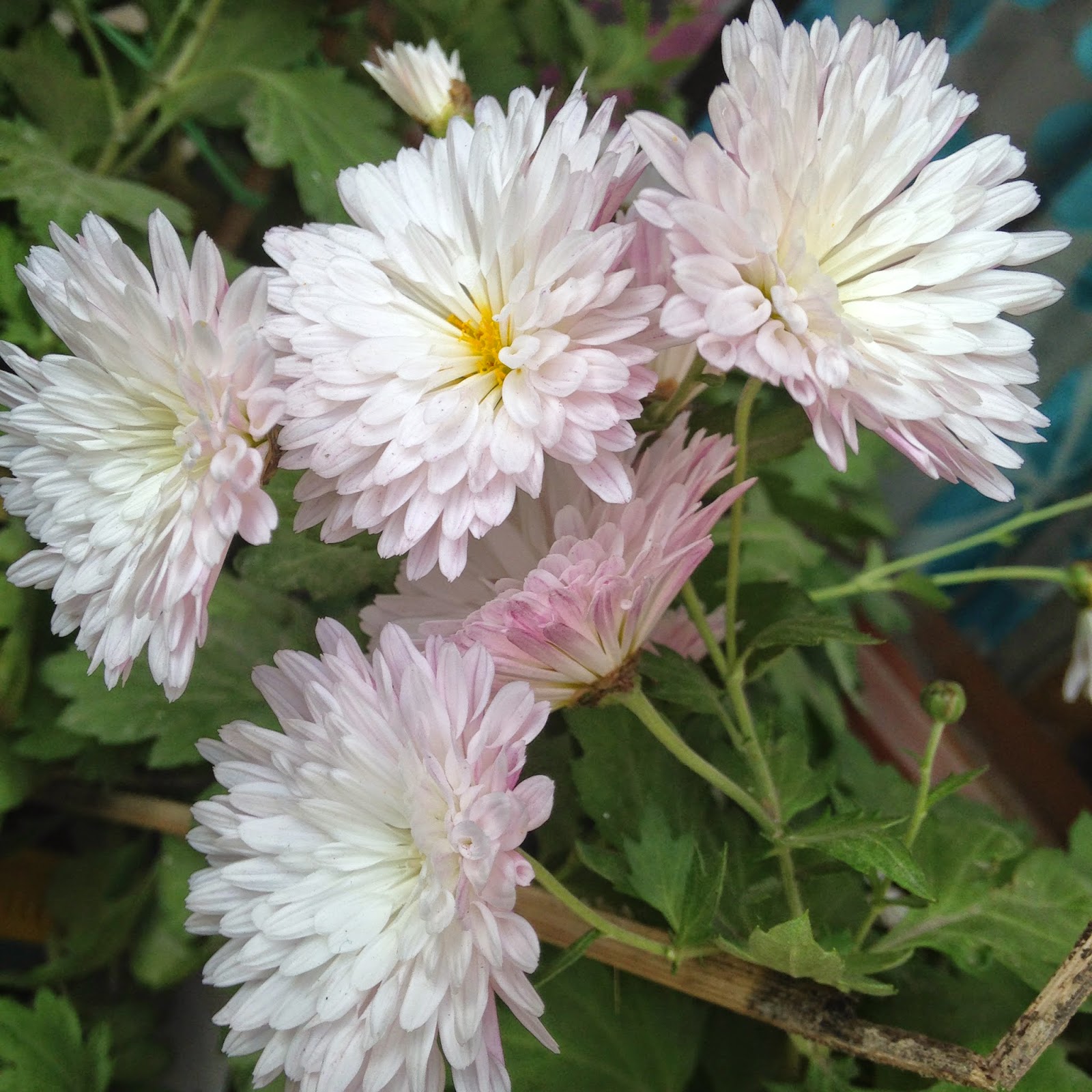 Hi I am Kaivi..: Blooming Mum's (Guldawari) In my Delhi Balcony