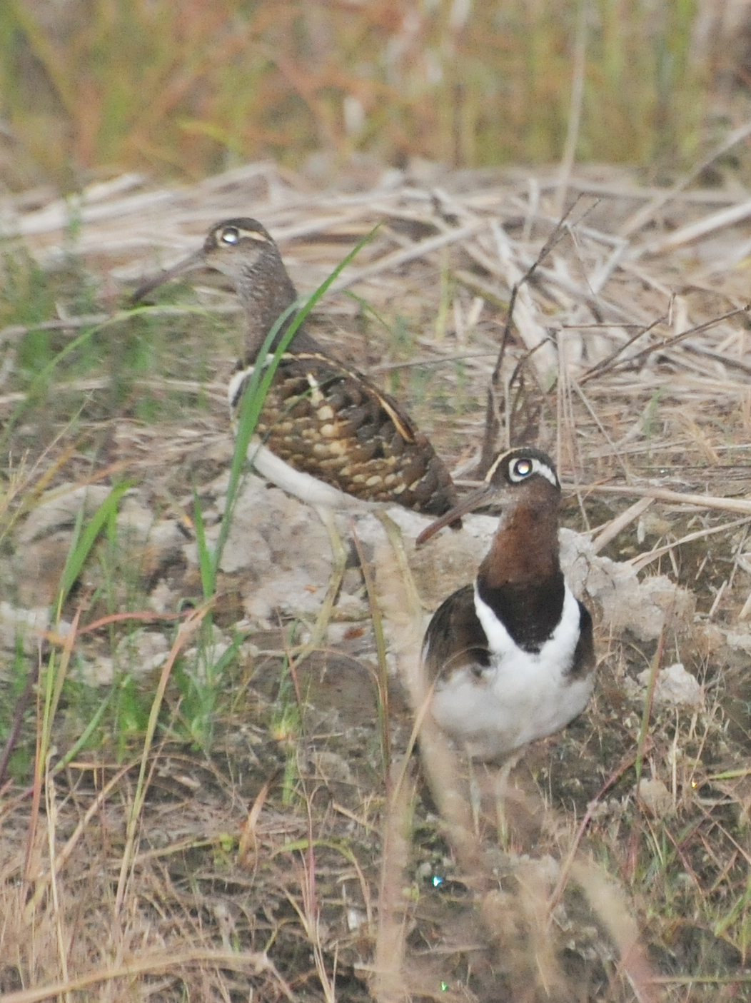 A Wandering Naturalist: Sarawak: The Peculiar Painted Snipe