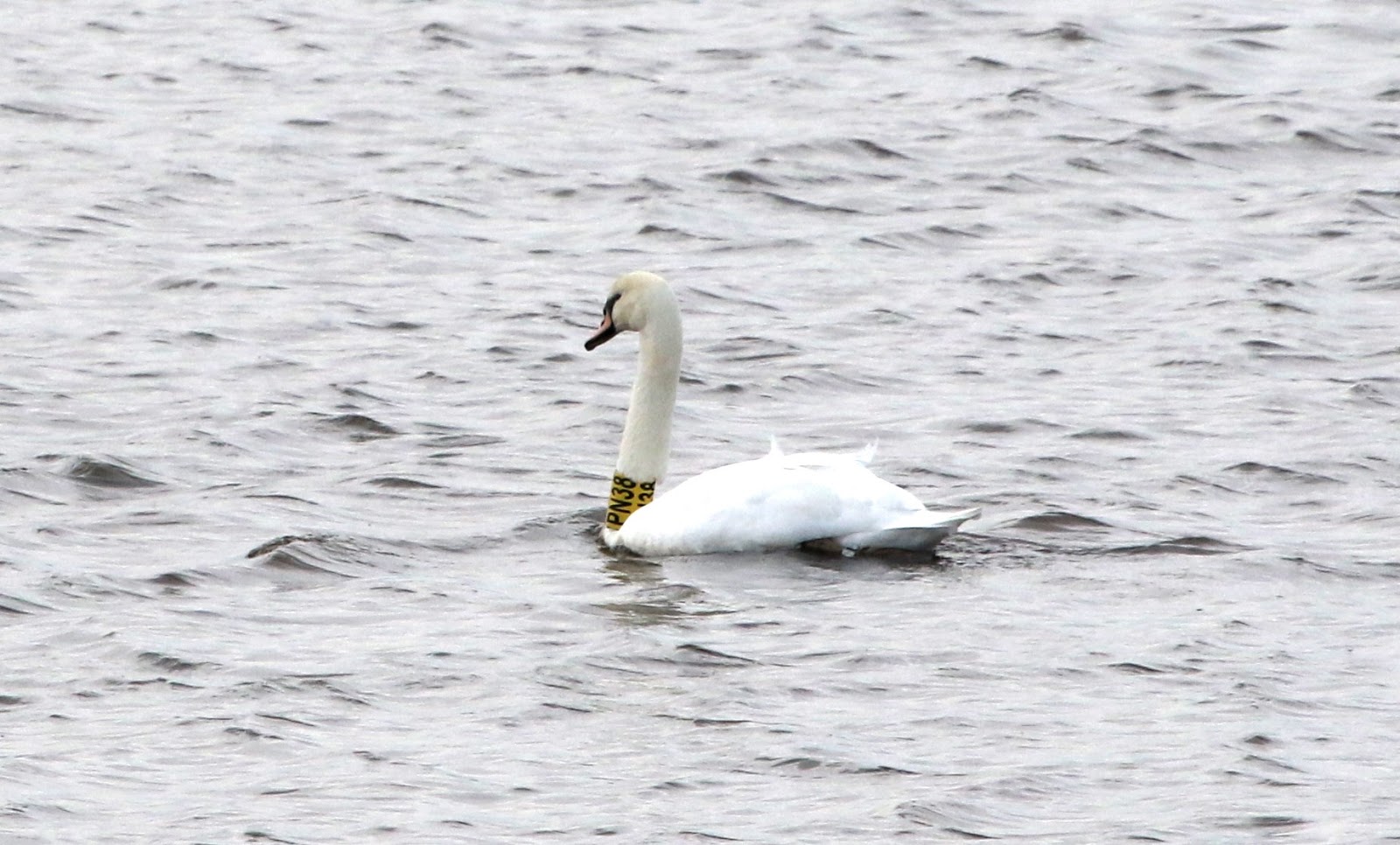 Grampian Ringing Group: Neck collared Mute Swan from the Netherlands