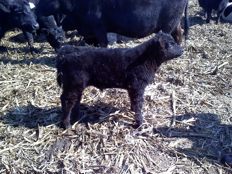 Lautner Farms: March Monopoly x Full Flush Bull Calf - Adam McMahan ...