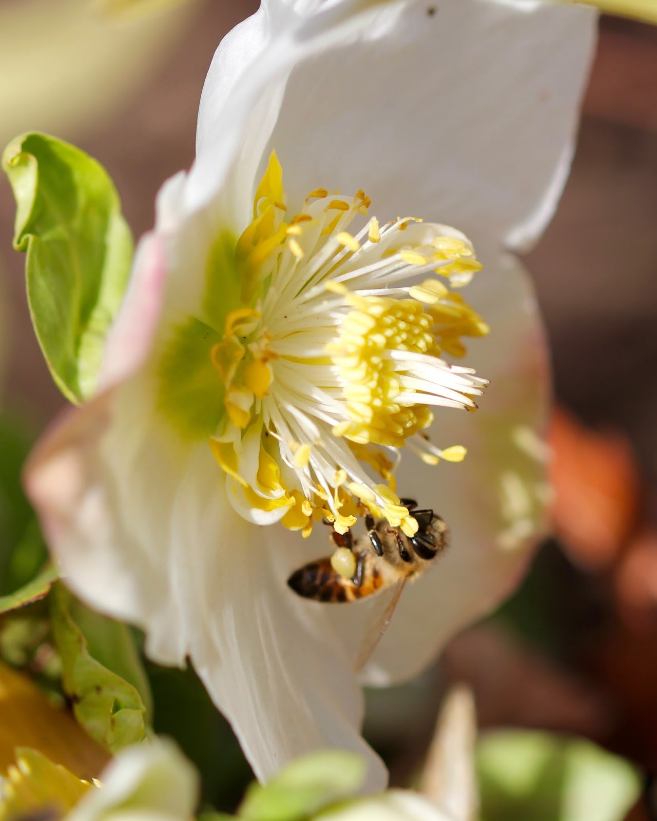 Red House Garden: December Blooms and... Bees?!
