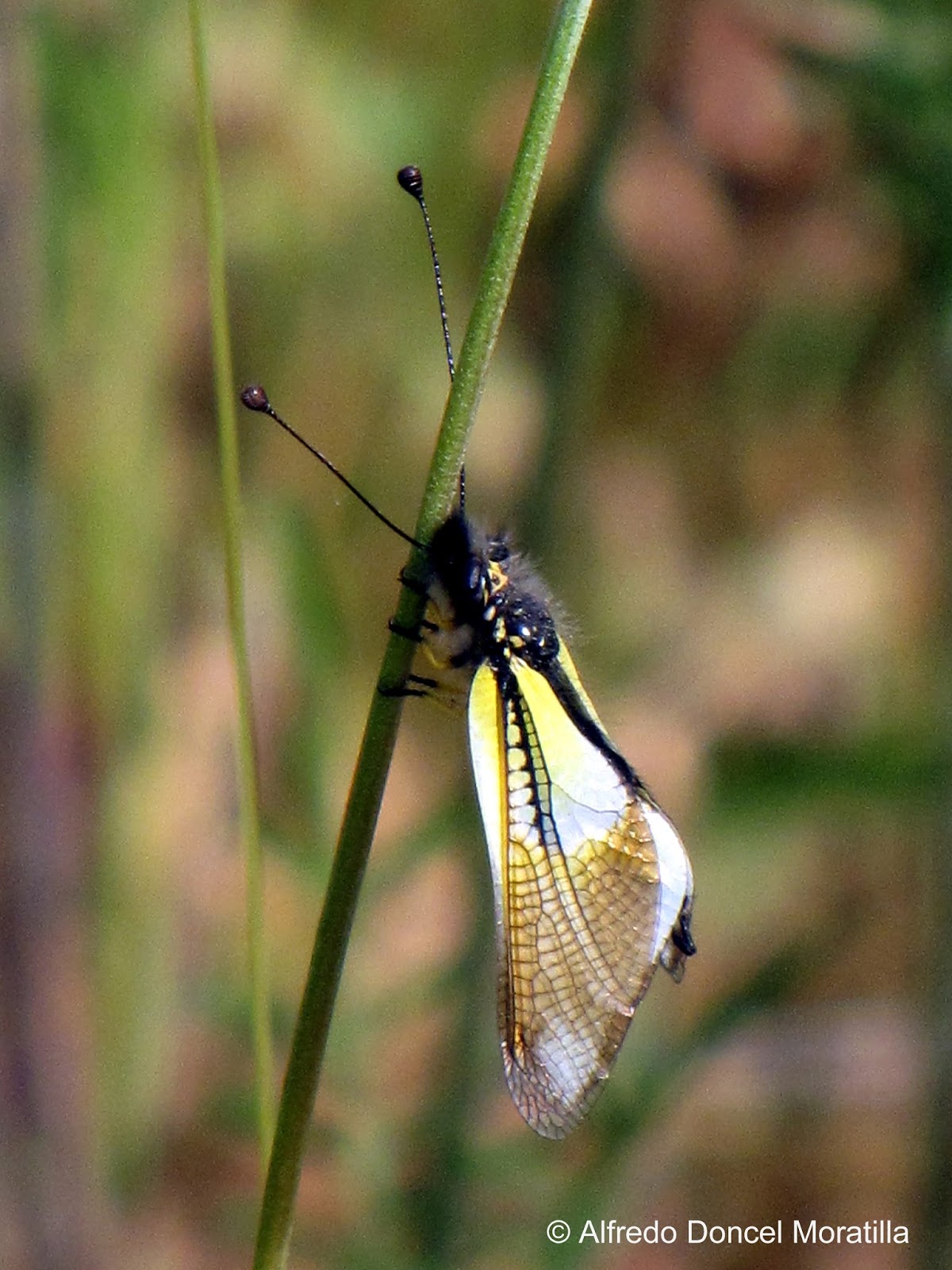 Naturaleza en Santorcaz y otras tierras...: GORRIÓN MORUNO, TÓRTOLA ...