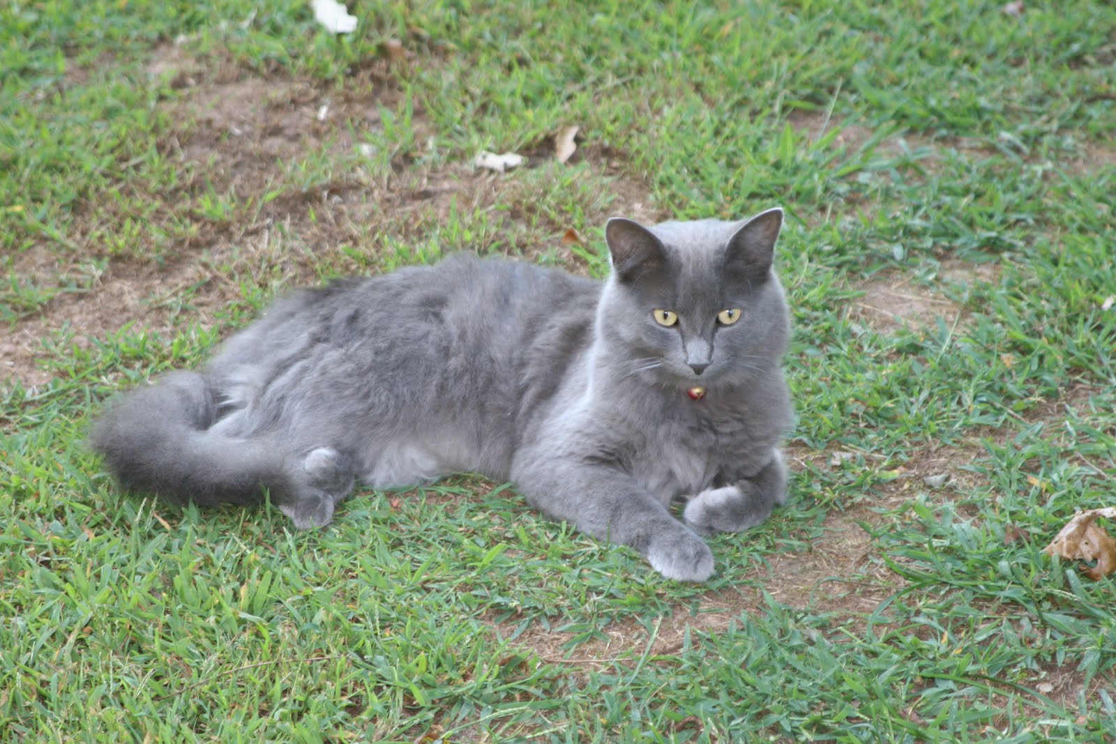 Lucindaville: New Cat Breed?