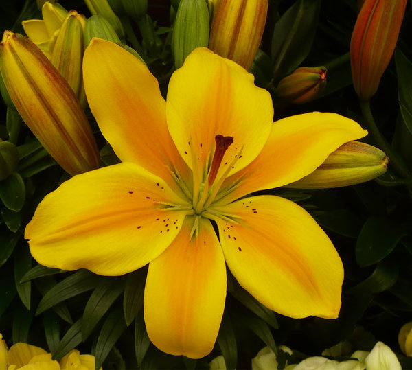 ISLAM PARA LA MUJER HISPANOHABLANTE: Zainab Bint Khuzayma