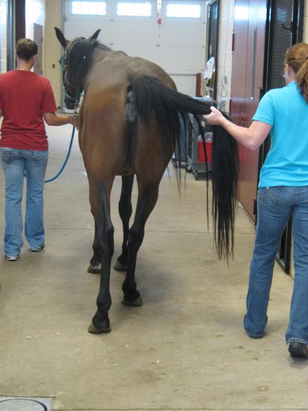 West Nile Virus: West Nile Virus: A Case Study