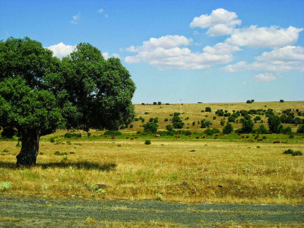 El campo [Poesía] [Propia] ~ Lectura que cambia el mundo