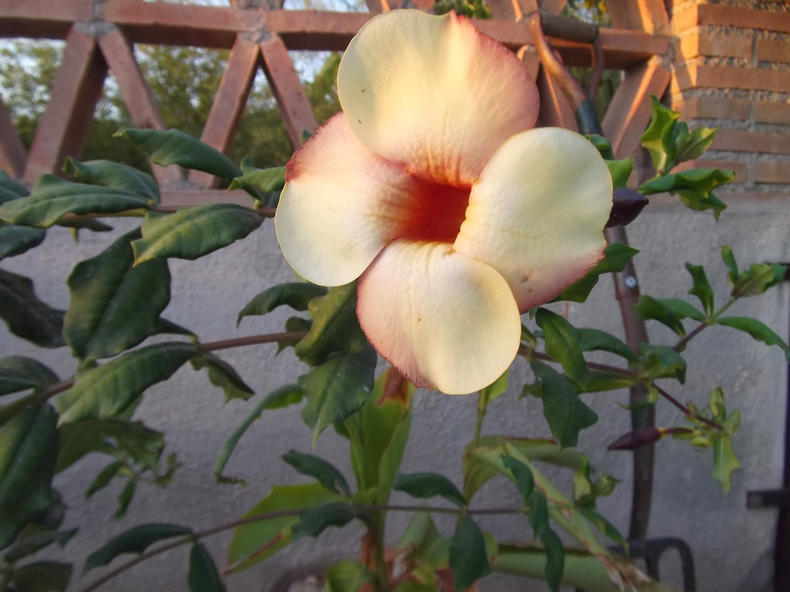 In A Costa Tropical Garden: Allamanda Chocolate cream......