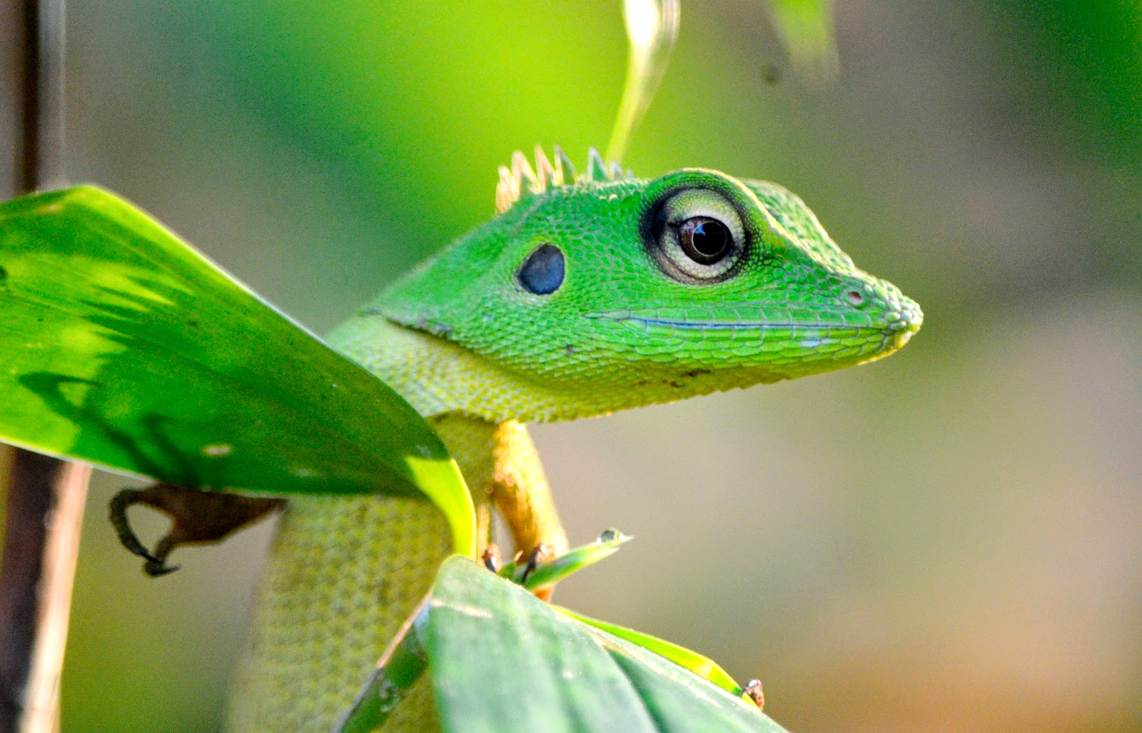 The Kambatik Park, Bintulu.: Photoshoot session with the Little Green ...