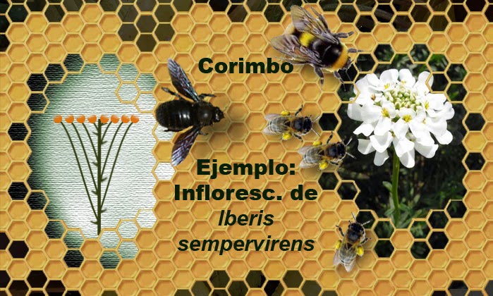 Guía del Plantabosques: INFLORESCENCIAS