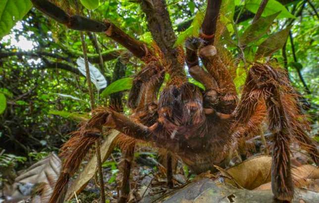 Saintis Terjumpa Labah-Labah Sebesar Anak Anjing - Tabek Puang