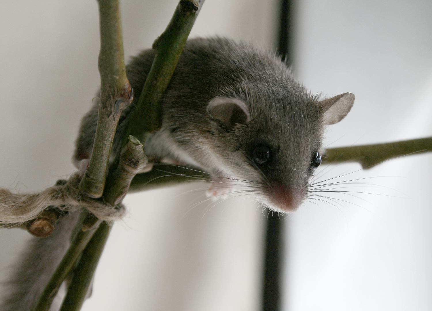 Laimes putns: decembris 2012