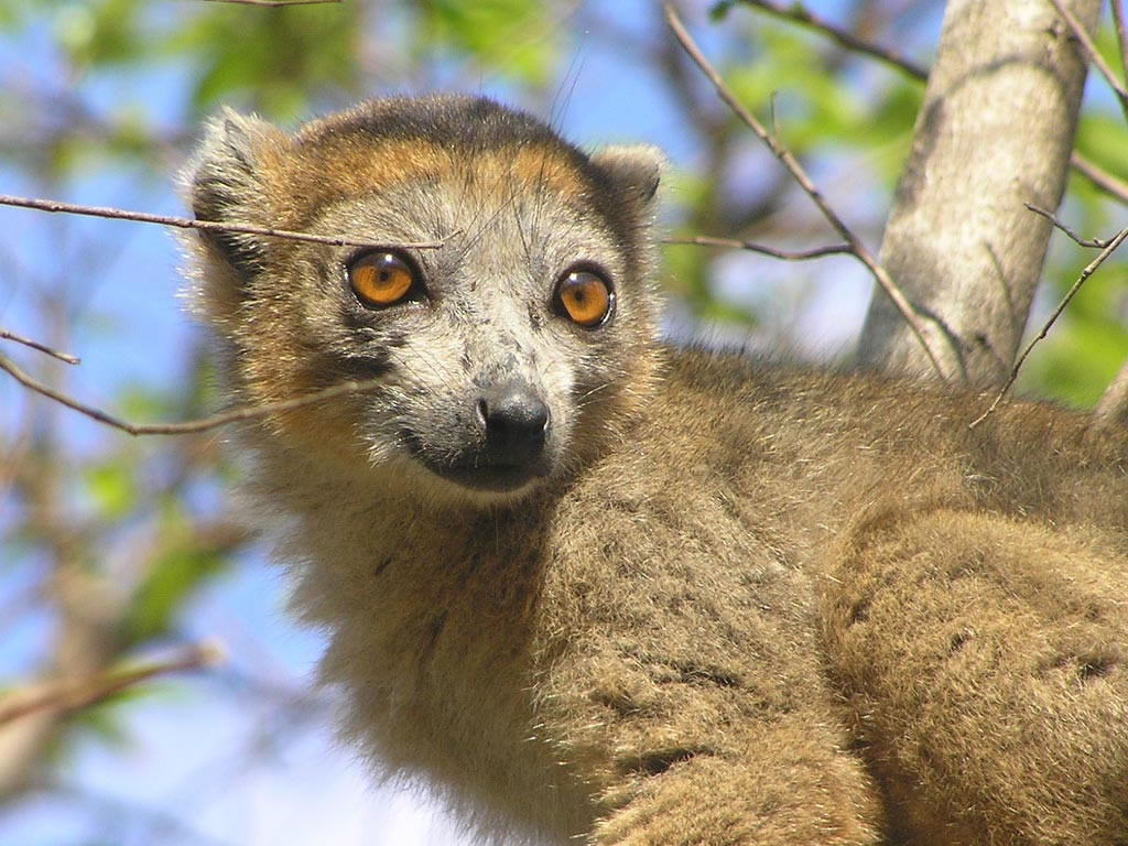 La Faune à Madagascar ~ Madagascar