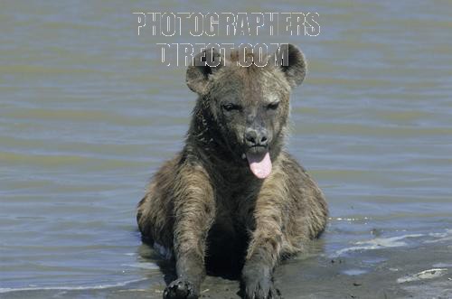 Funny Pictures Gallery: Funny hyena, pictures of hyenas, hyena ed, how ...