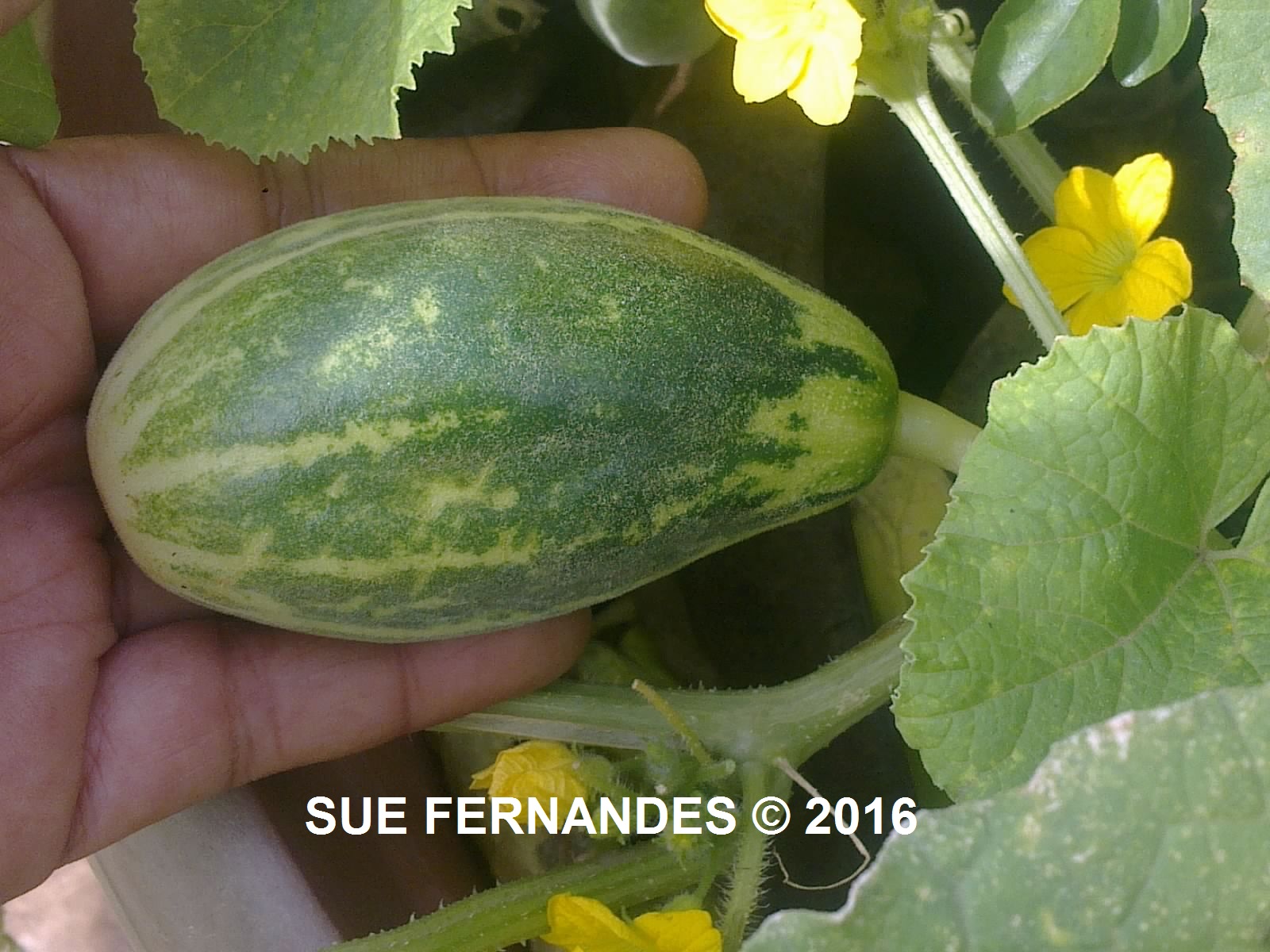 Plants Growing In My Potted Garden.: Growing Field Marrow/Madras ...